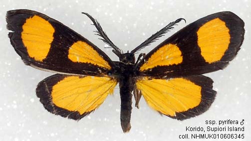 Papua Insects Foundation (Lepidoptera/Geometridae(Ennominae)/Ctimene ...